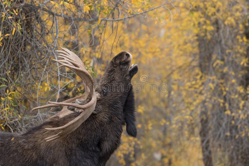 Bull Shiras Moose Rutting stock image. Image of animal - 86097475