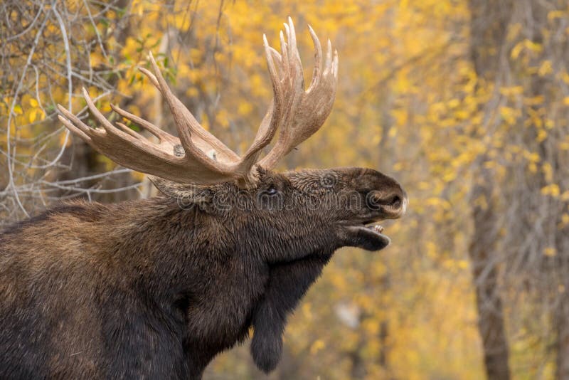 Bull Shiras Moose Rutting in Fall Stock Image - Image of national ...