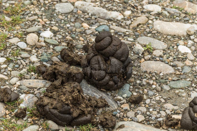 Bull shit stock image. Image of natural, outside, animal - 99758073