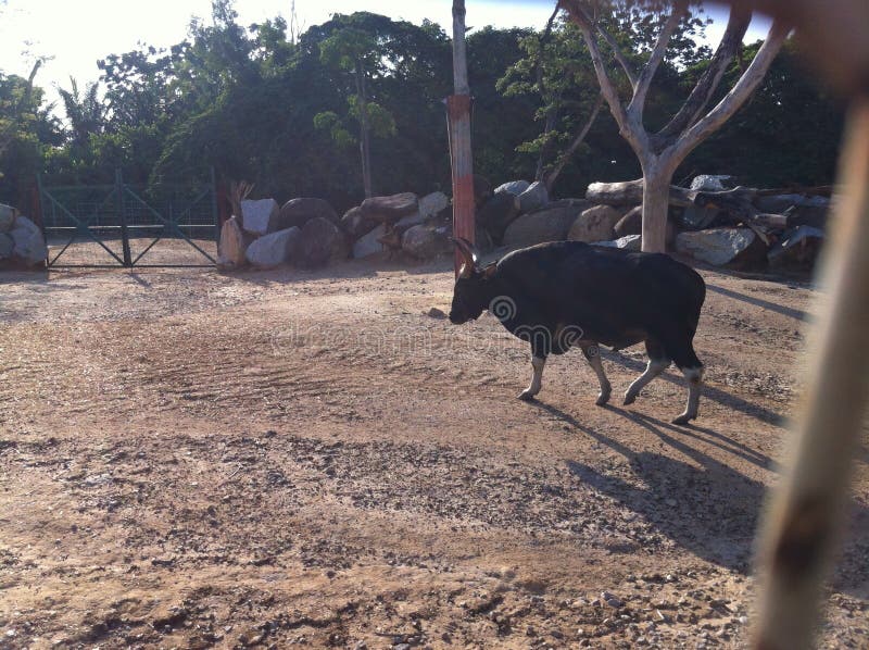 Bull stock photo. Image of truck, bull, sitting, cage - 45646930