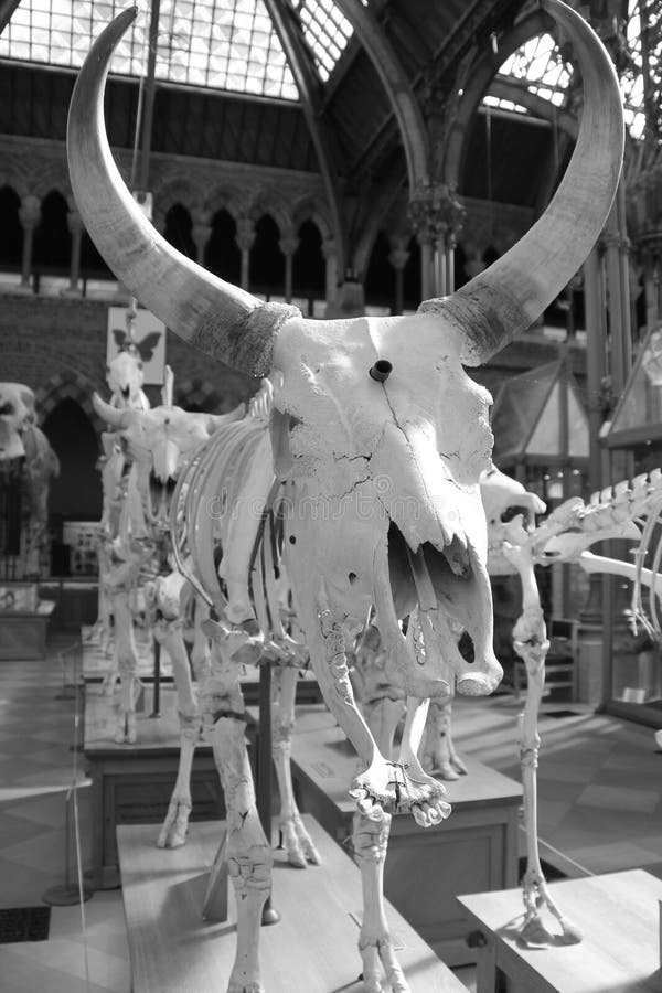 A Bull Skeleton at the Oxford University Museum of Natural History ...