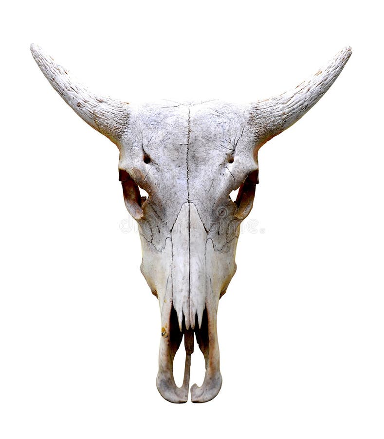 Bull skull stock image. Image of background, longhorn - 18648391