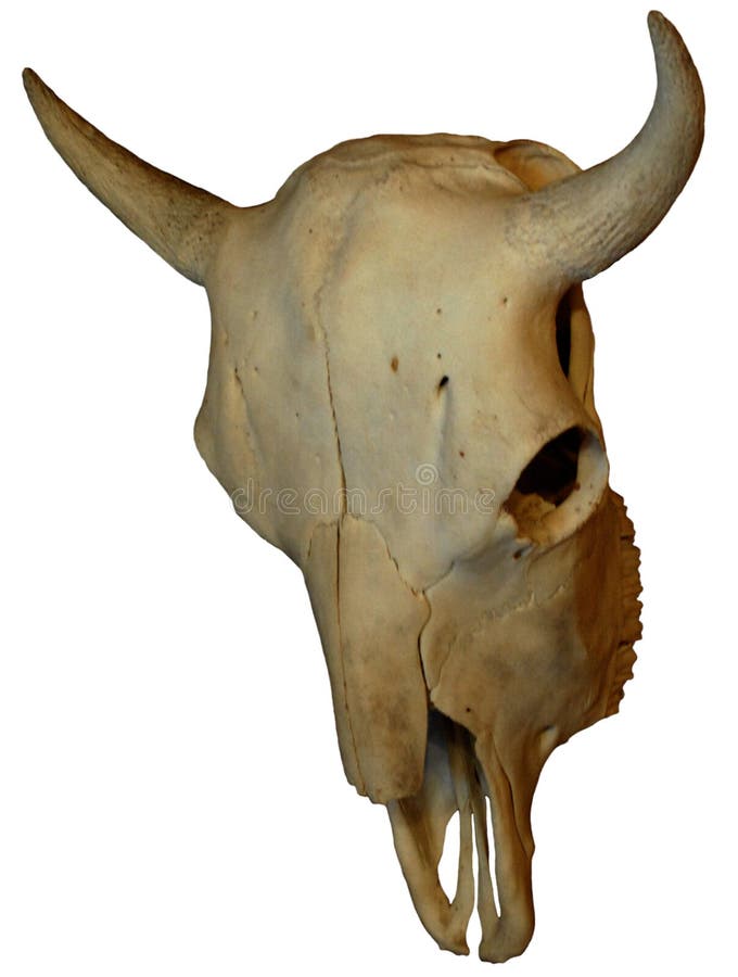Bull Skull stock image. Image of skulls, isolated, buffalo - 111801511