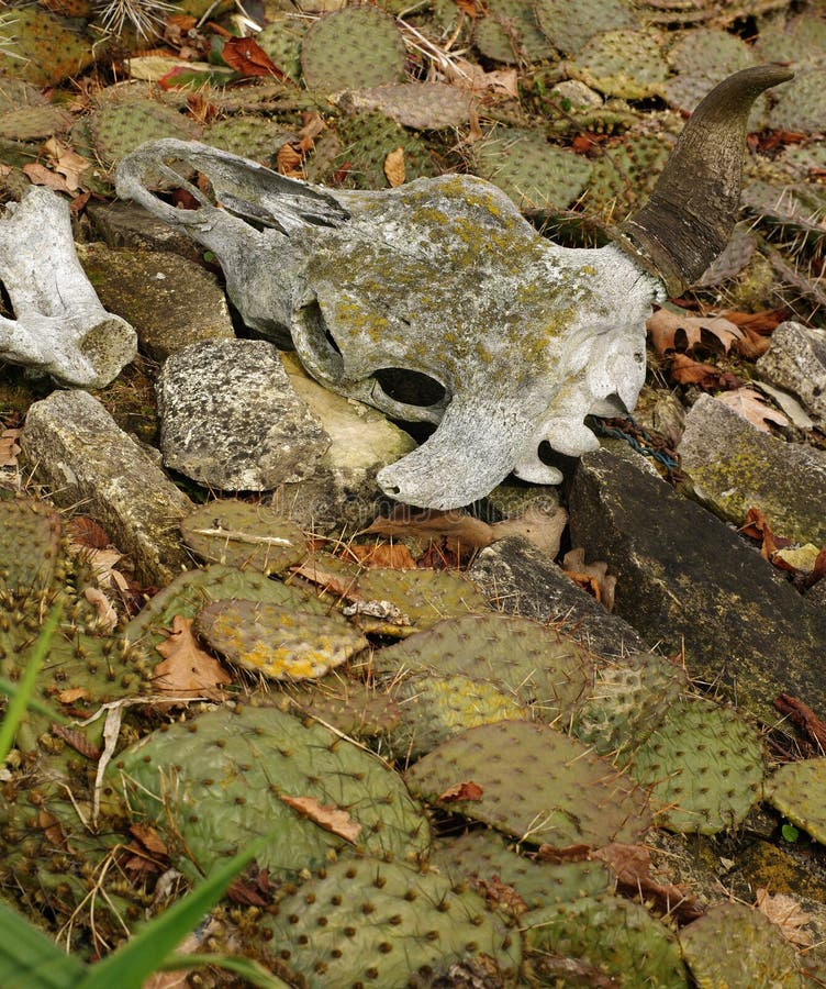 Bull skull cactus stock photo. Image of cactuses, ground - 90529796