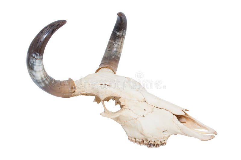 Bull Skull stock photo. Image of horned, icon, tropical - 30316266
