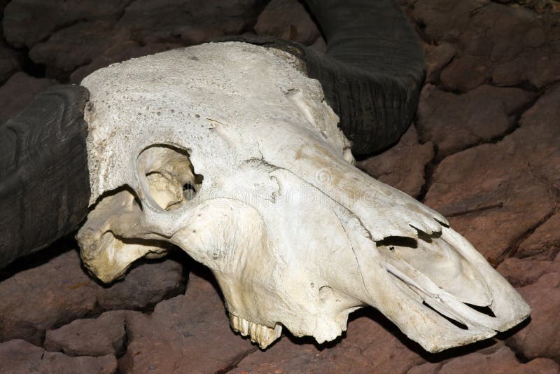 Bull Picture. Image: 8927017