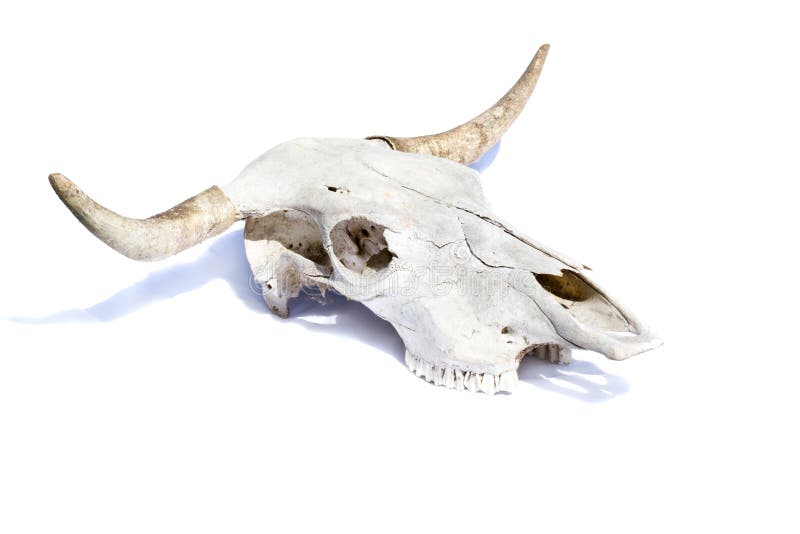 Bull skull stock photo. Image of mammal, view, horn, detail - 31135590