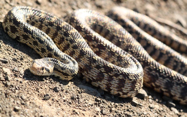 Bull Snake Gopher Stock Photos - Free & Royalty-Free Stock Photos from ...