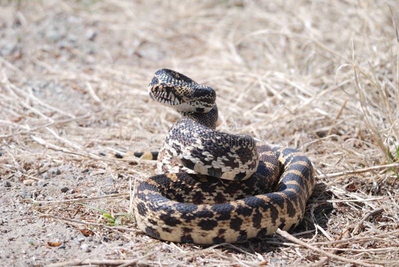 Bull Snake stock photo. Image of amphibians, defense, colorado - 7566220