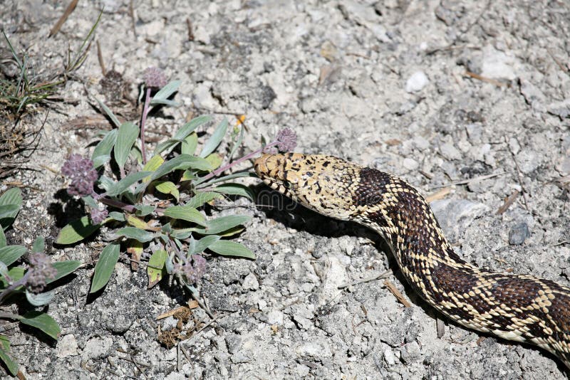 Bull snake stock image. Image of reptile, bull, constrict - 830825