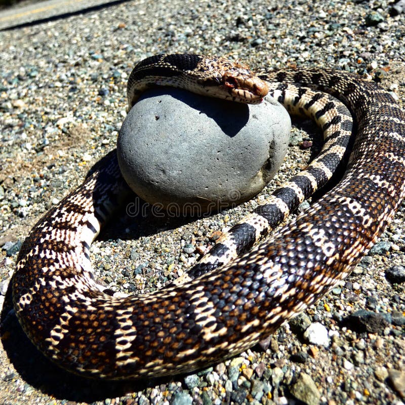 Bull Snake with Head on Rock Stock Photo - Image of roadkill, dead ...