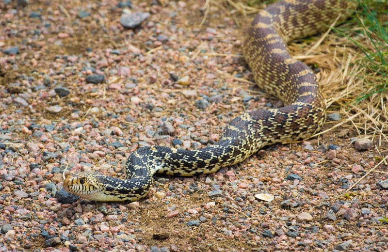 Bull Snake stock photo. Image of wildlife, fang, bull - 70314220