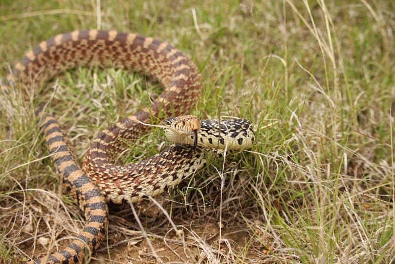 A Bull Snake Takes on a Defensive Position . Stock Image - Image of ...