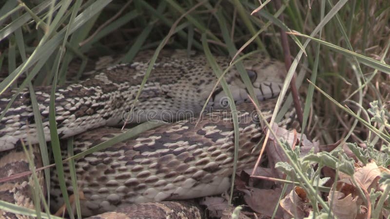 Bull Snake Zoom Out stock video. Video of serpent, wild - 40560347