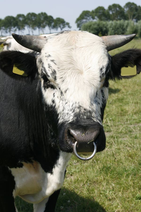 Bull Snort Stock Photos - Free & Royalty-Free Stock Photos from Dreamstime