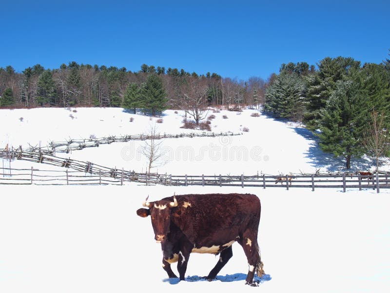 Bull in snow stock photo. Image of scene, fence, mammals - 69735218