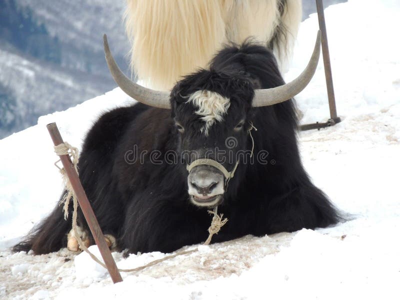 Bull stock image. Image of bull, domby, snowy, russian - 57541599