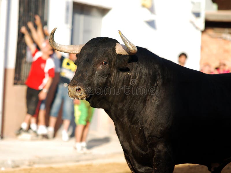 Spanish bull editorial photography. Image of bullfighting - 105661877