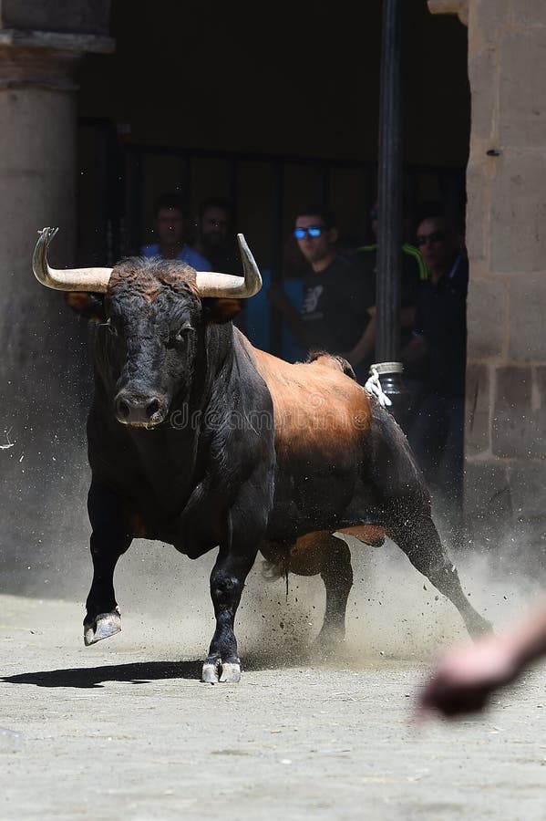 Spanish bull editorial photo. Image of bullfighting - 105669991