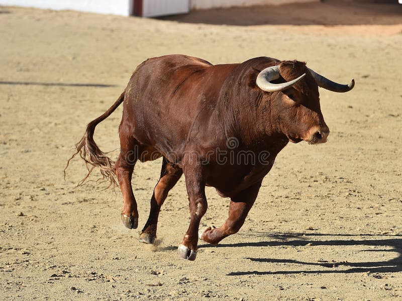 Bull stock image. Image of ferocious, bullfight, danger - 103892603