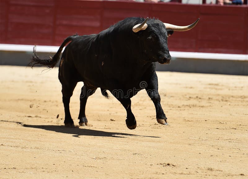 Bull of Spain stock photo. Image of blood, symbol, spain - 1598206