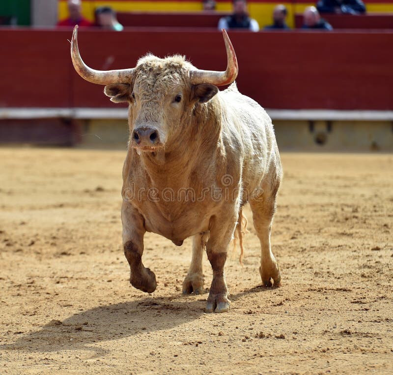 Bull in spain stock image. Image of spain, blood, black - 112201005