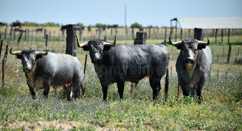 Bull in Spain on the Cattle Raising Stock Photo - Image of cattle, bull ...