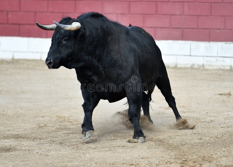 Bull of Spain stock photo. Image of blood, symbol, spain - 1598206