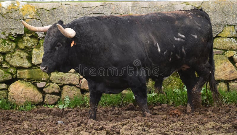 A Bull in the Spanish Cattle Raising Stock Photo - Image of cattle ...