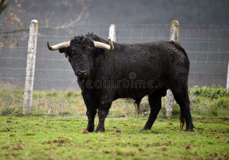 A Bull in the Spanish Cattle Raising Stock Photo - Image of bullfight ...