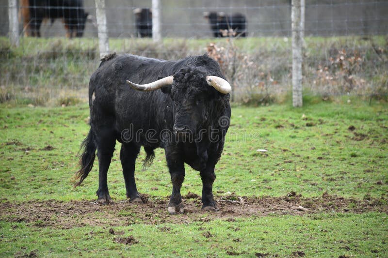 A Bull in the Spanish Cattle Raising Stock Photo - Image of bravery ...