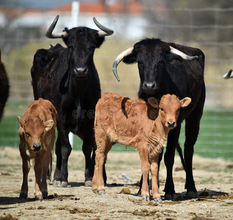 The Bull on the Spanish Cattle Raising Stock Photo - Image of fierce ...