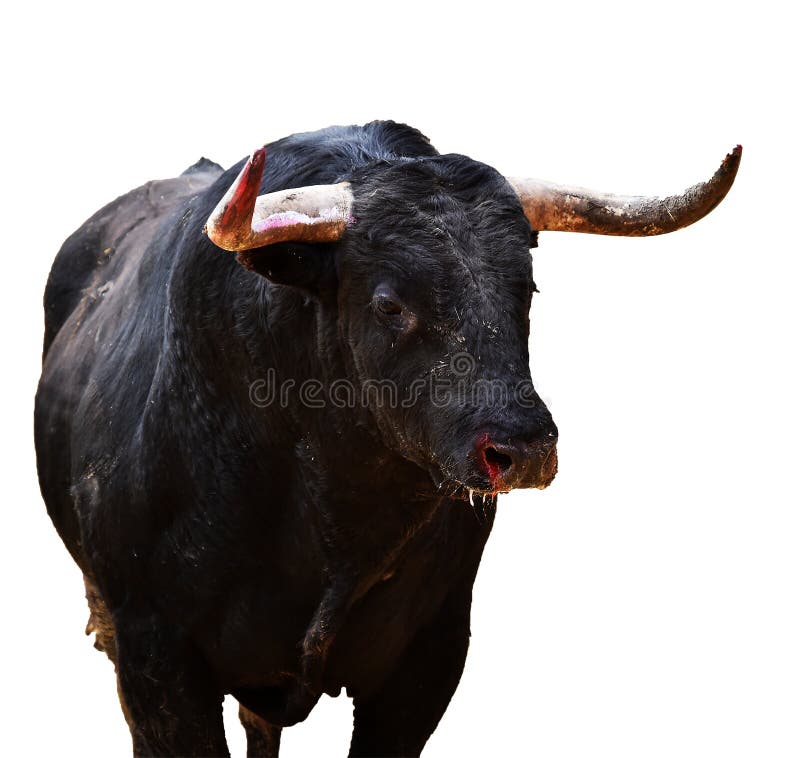 Bull spanish in spectacle stock image. Image of bull - 116040535