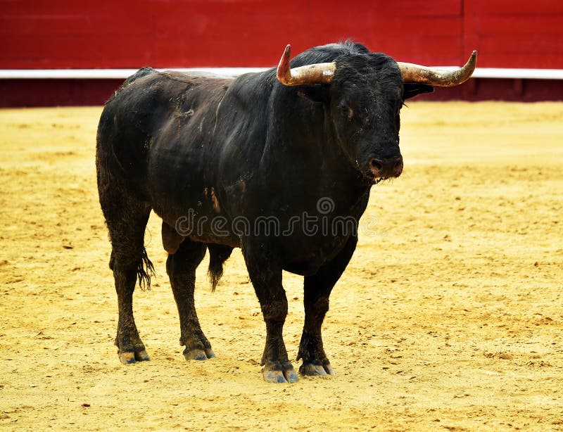 Bull spanish in spectacle stock image. Image of dead - 116040961