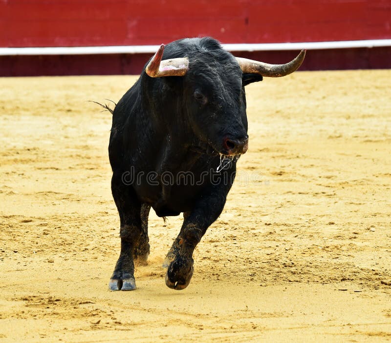 Bull spanish in spectacle stock image. Image of fierce - 116041057