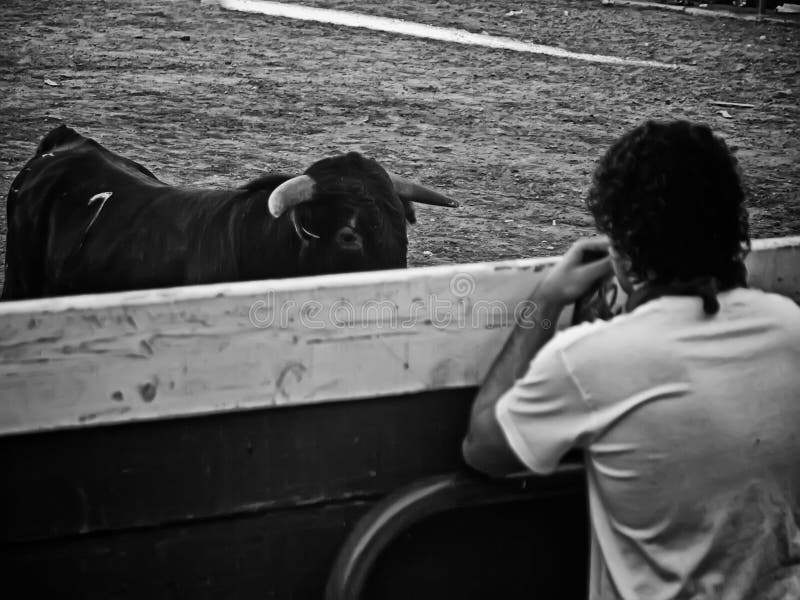 Bull in Square, Animal Abuse Stock Photo - Image of fear, arena: 177766726