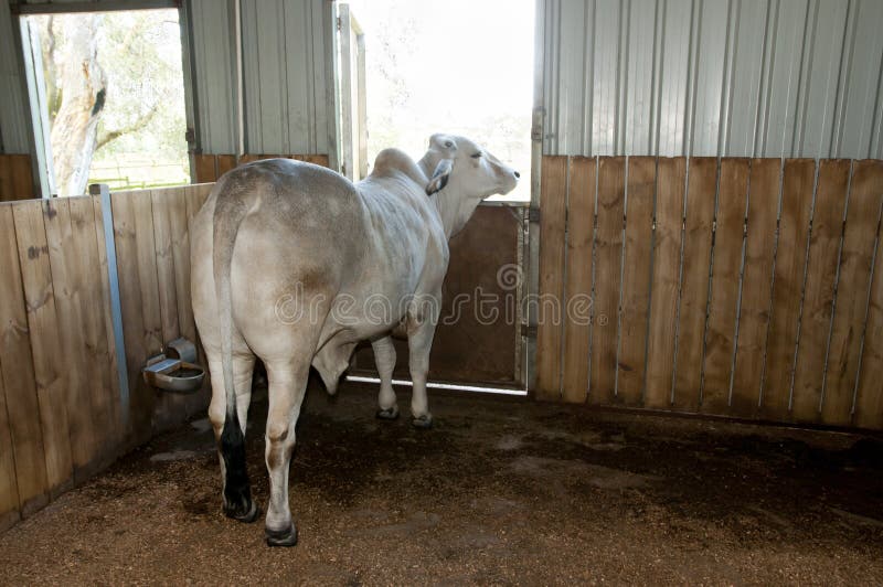 Bull in Stable stock image. Image of farm, beef, mammal - 102126629