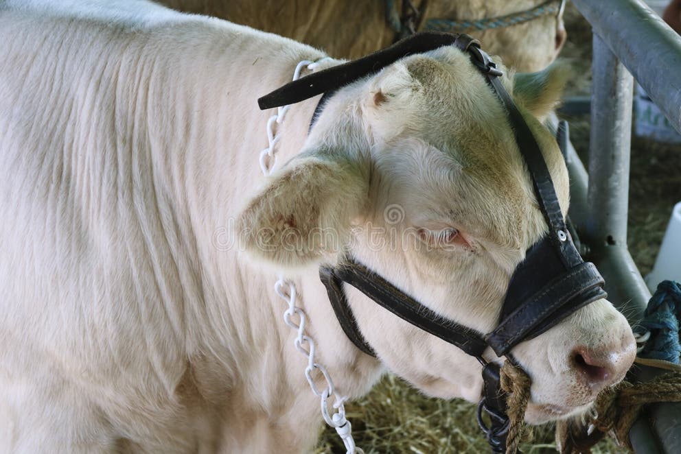 Bull in the stall. stock photo. Image of breed, agriculture - 129464724