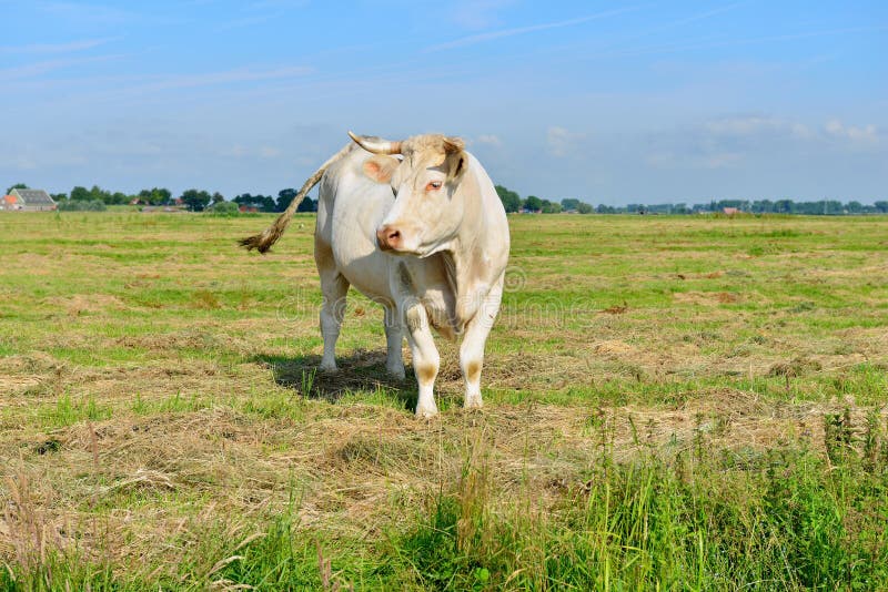 Bull standing in a Field stock photo. Image of livestock - 5999848