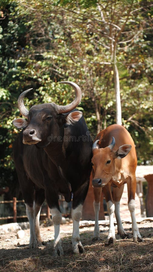 A Bull Standing in a Pen Under the Sun Stock Image - Image of together ...