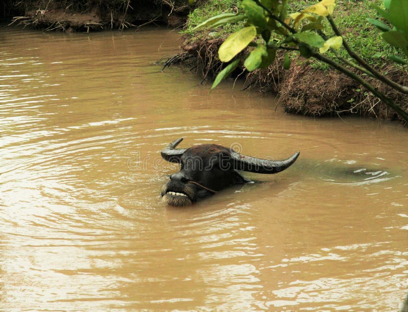 Bull stock image. Image of world, bull, distance, water - 80442803