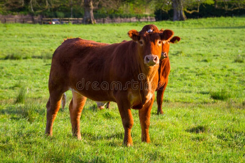 Irish bull stock photo. Image of country, meadow, countryside - 14900586