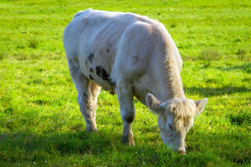 Irish bull stock photo. Image of country, meadow, countryside - 14900586