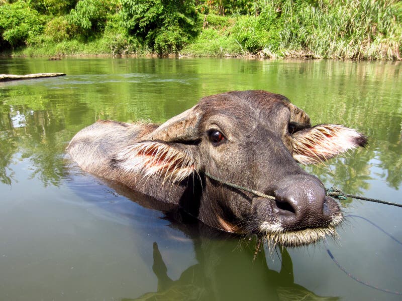 Bull swim in the river stock image. Image of range, ornamental - 67286999