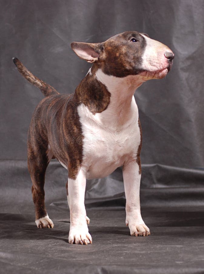 Corgi puppy stock image. Image of sitting, isolated, mammal - 3366057