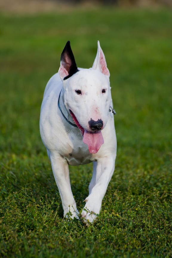 165 Bull Terrier Spot Dog Stock Photos - Free & Royalty-Free Stock ...