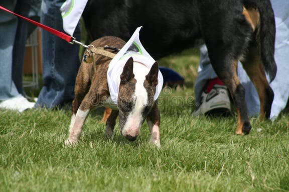 Bull Terrier stock photo. Image of bull, rest, happy - 19433468