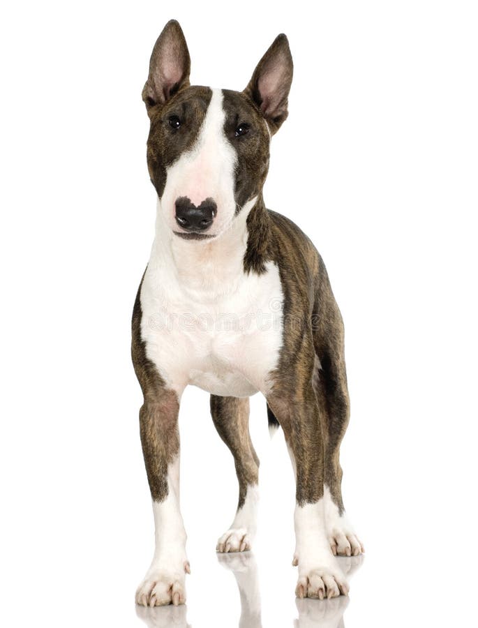 Bull Terrier (2 years) stock image. Image of defender - 2771793