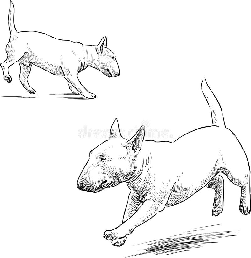 Bull-terrier illustration de vecteur. Illustration of crabot - 45735569