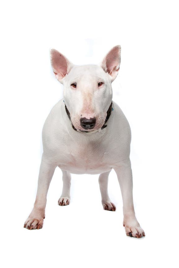 Bull terrier dog stock image. Image of doggy, pure, animal - 16568489
